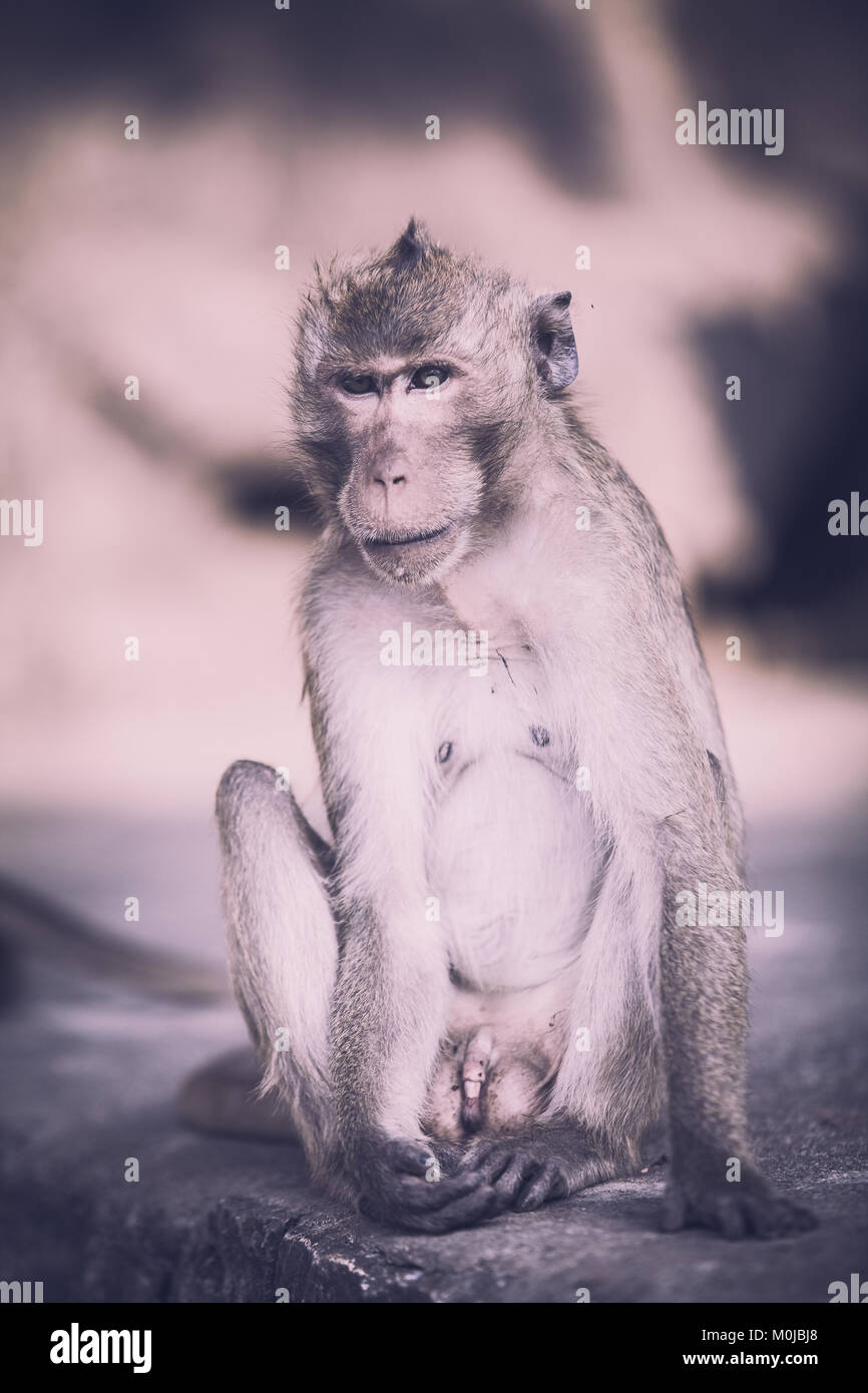 monkey portrait. monkey sitting on the stone Stock Photo - Alamy