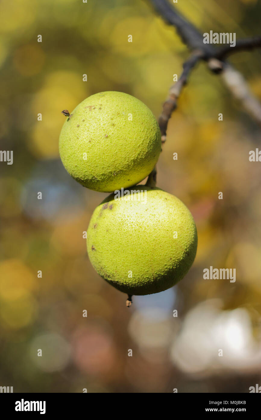 Biology macro hi-res stock photography and images - Alamy