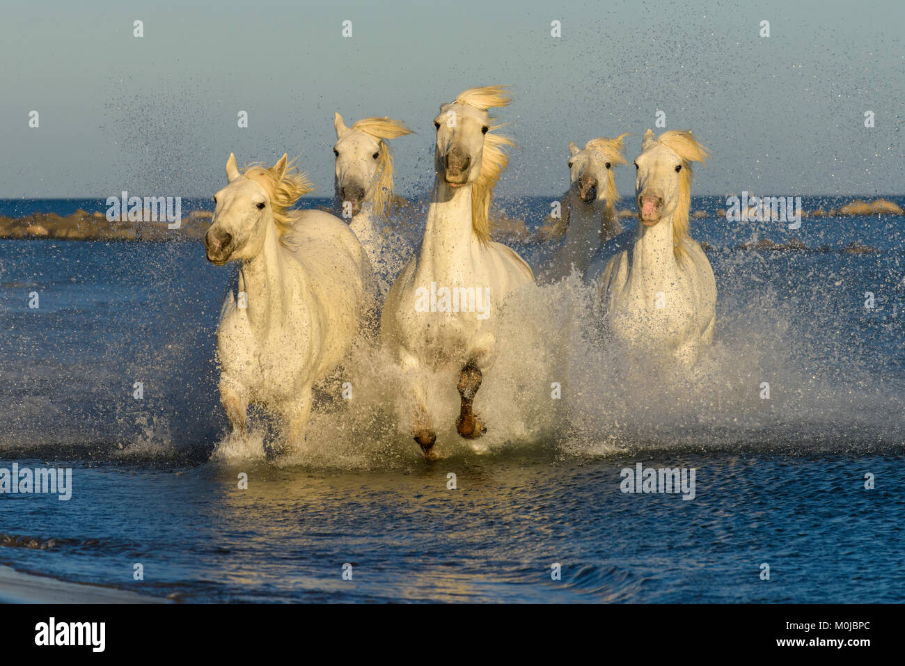 Five white horses (Equus ferus caballus) running and splashing in the ...