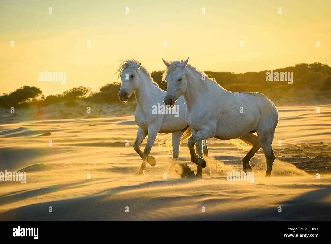 Two white horses (Equus ferus caballus) on the beach in the golden ...