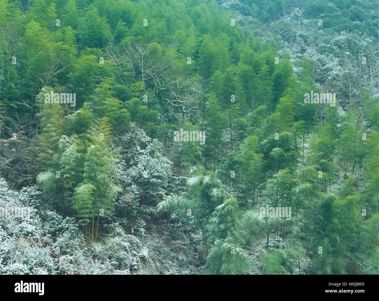 Bamboo forest, China Stock Photo - Alamy