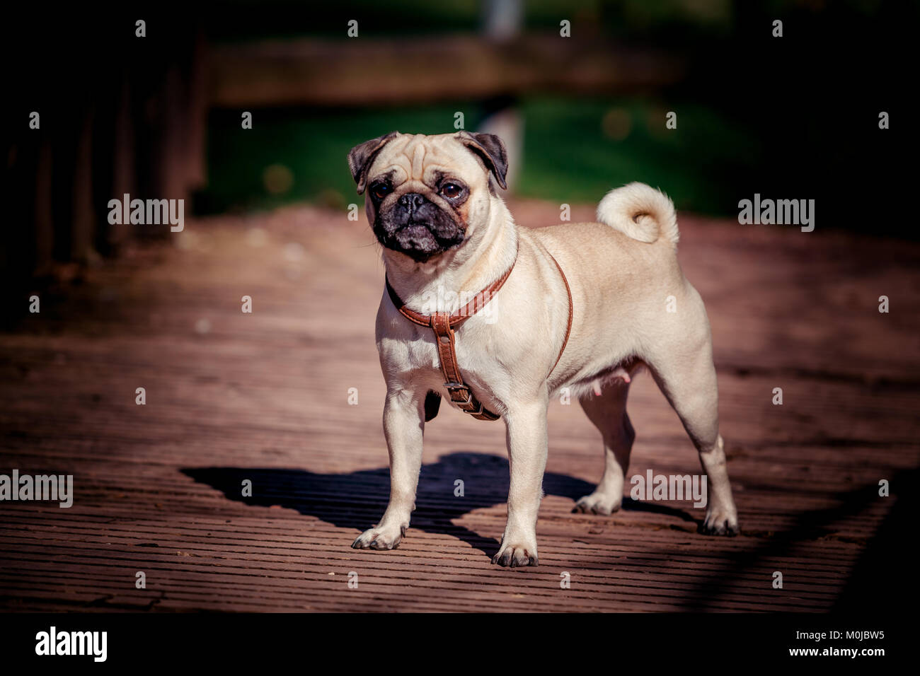 Pug dog portrait. cute pug Stock Photo - Alamy