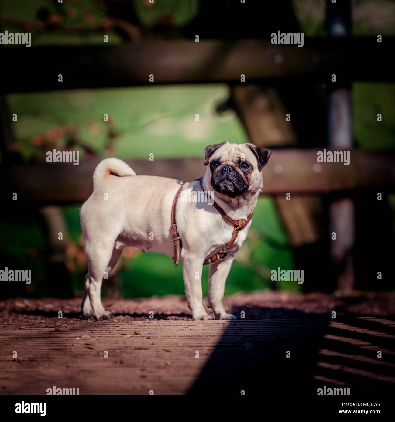Pug dog portrait. cute pug Stock Photo - Alamy