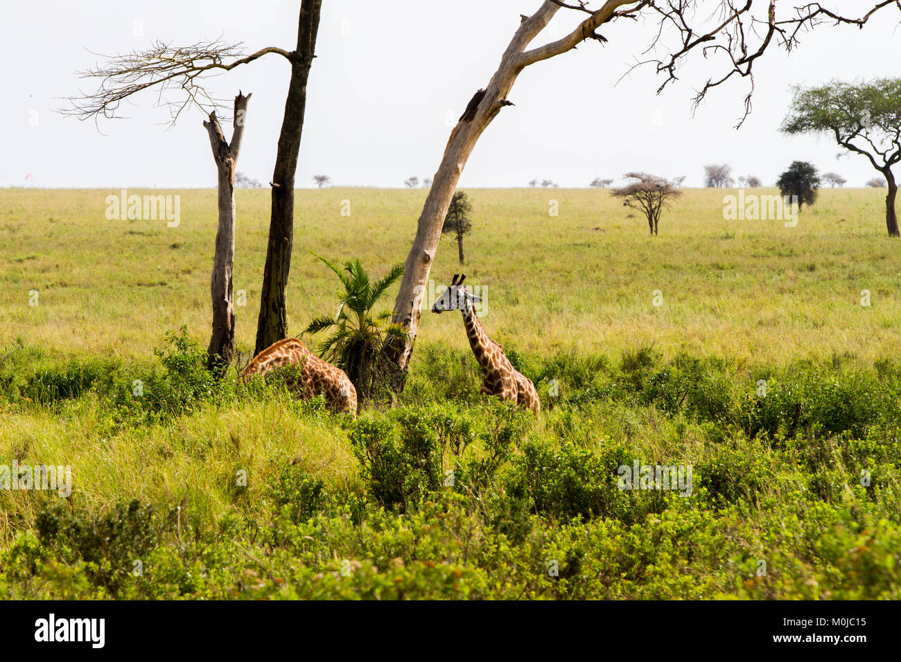 The giraffe (Giraffa), genus of African even-toed ungulate mammals, the ...