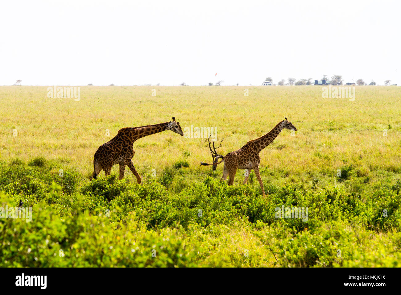 The giraffe (Giraffa), genus of African even-toed ungulate mammals, the ...