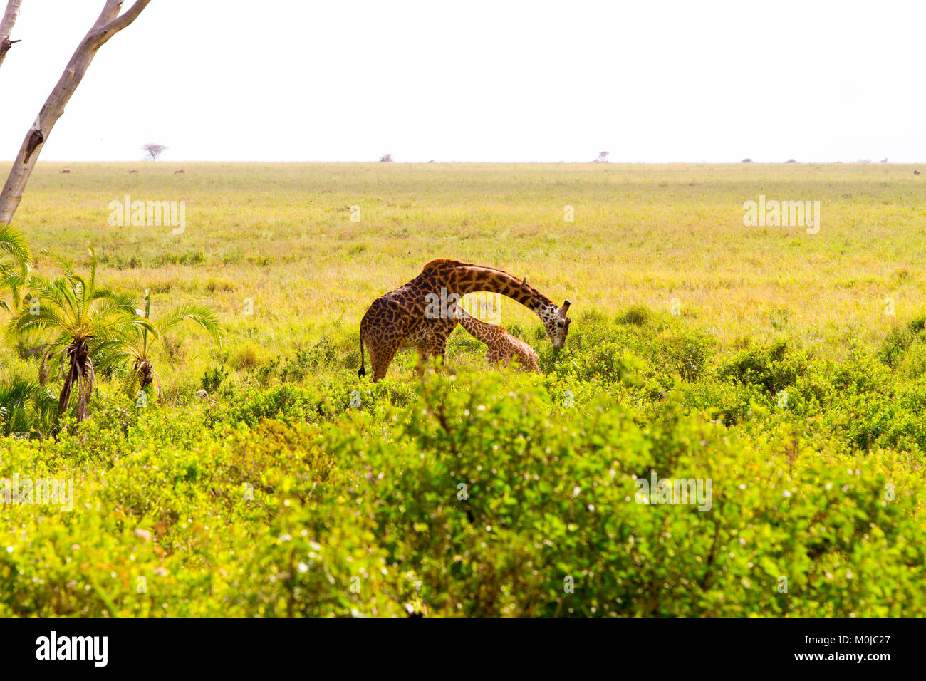 The giraffe (Giraffa), genus of African even-toed ungulate mammals, the ...