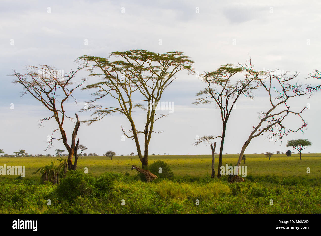 The giraffe (Giraffa), genus of African even-toed ungulate mammals, the ...