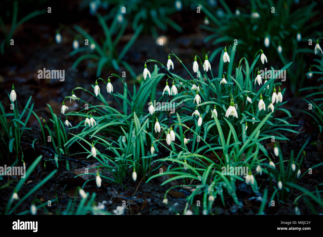 Snowdrop spring flowers Stock Photo - Alamy