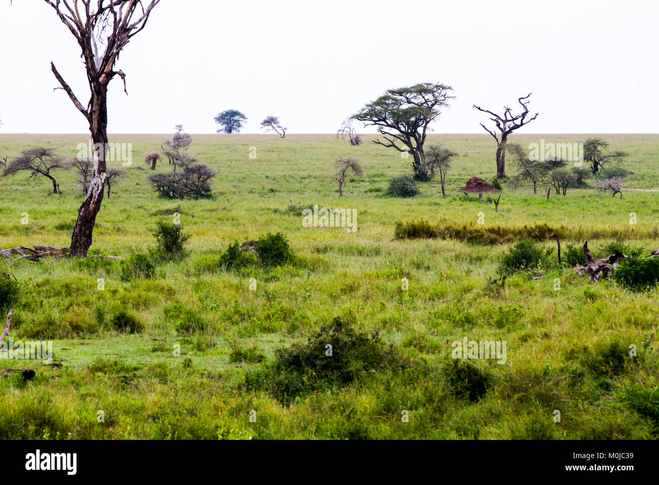 Serengeti National Park, Tanzanian national park in the Serengeti ...