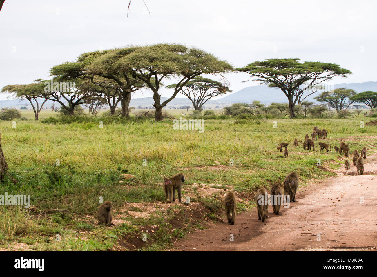 Vervet monkey (Chlorocebus pygerythrus), small, black faced monkey with ...