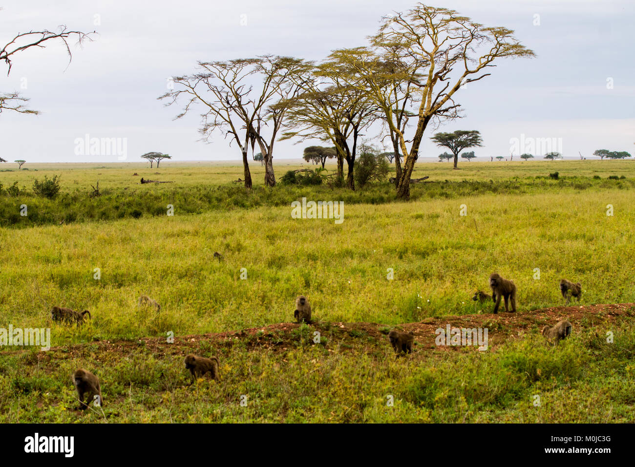 Vervet monkey (Chlorocebus pygerythrus), small, black faced monkey with ...