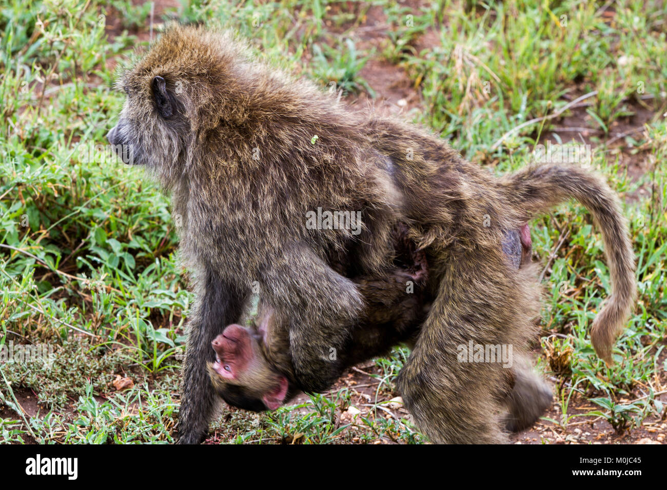 Vervet monkey (Chlorocebus pygerythrus), small, black faced monkey with ...