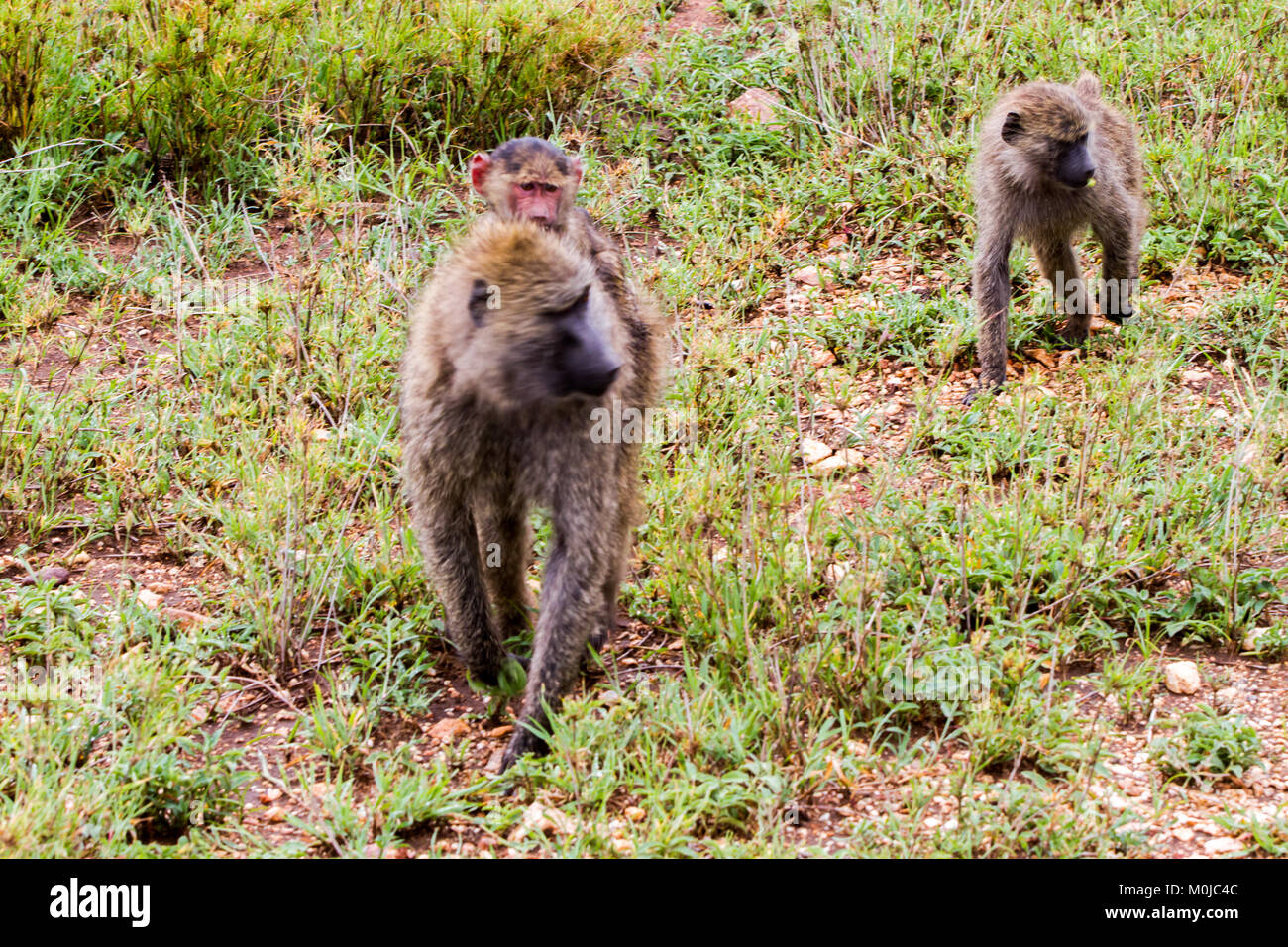 Vervet monkey (Chlorocebus pygerythrus), small, black faced monkey with ...