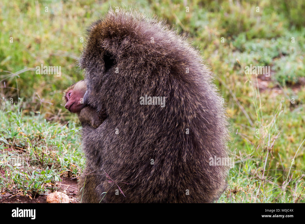 Vervet monkey (Chlorocebus pygerythrus), small, black faced monkey with ...
