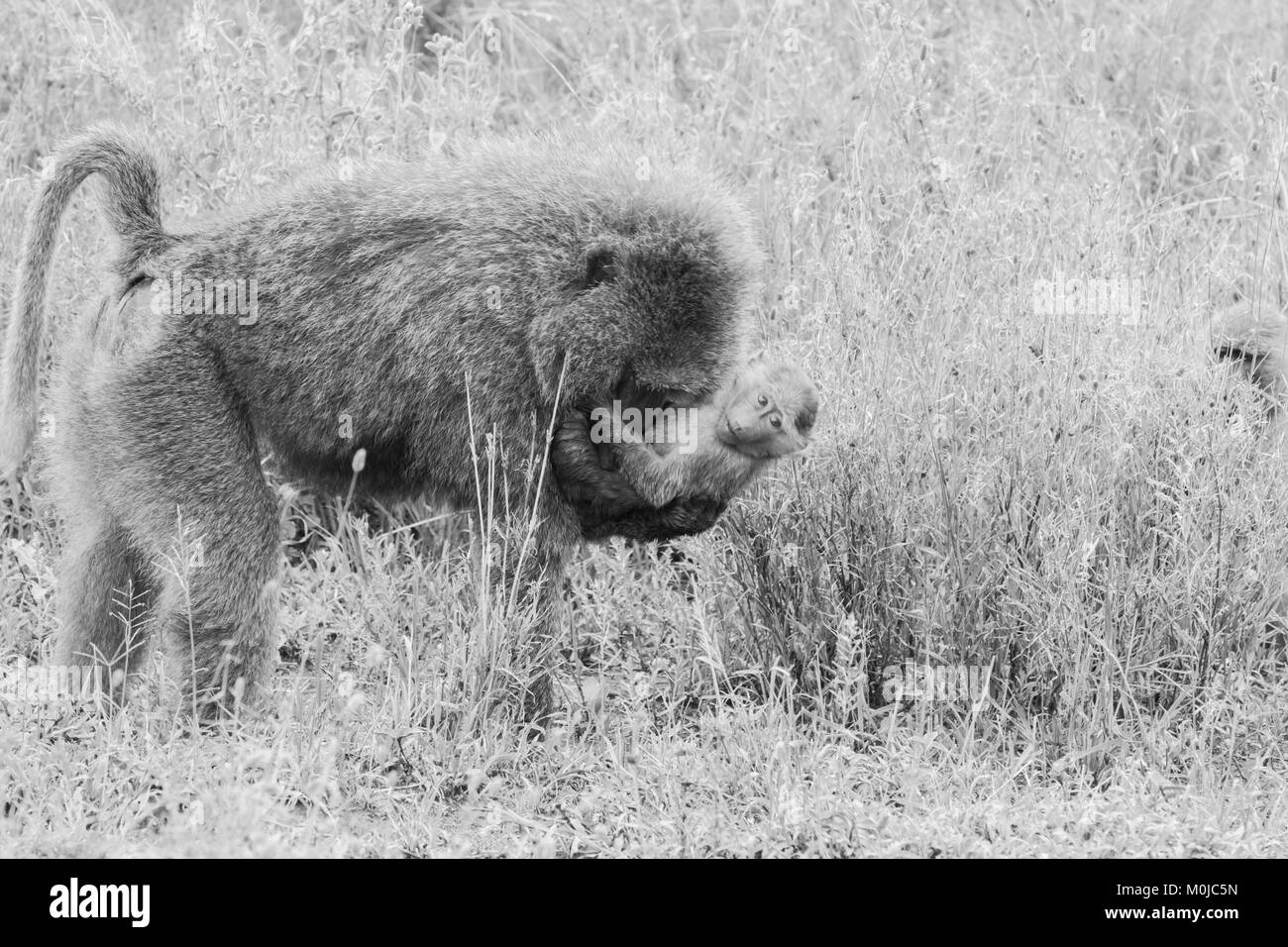 Black faced vervet monkeys Black and White Stock Photos & Images - Alamy