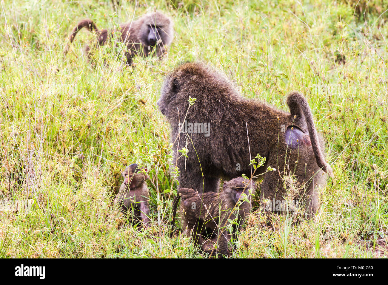Vervet monkey (Chlorocebus pygerythrus), small, black faced monkey with ...