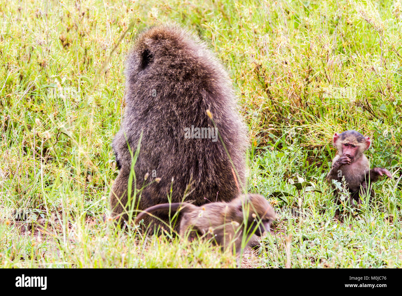 Vervet monkey (Chlorocebus pygerythrus), small, black faced monkey with ...