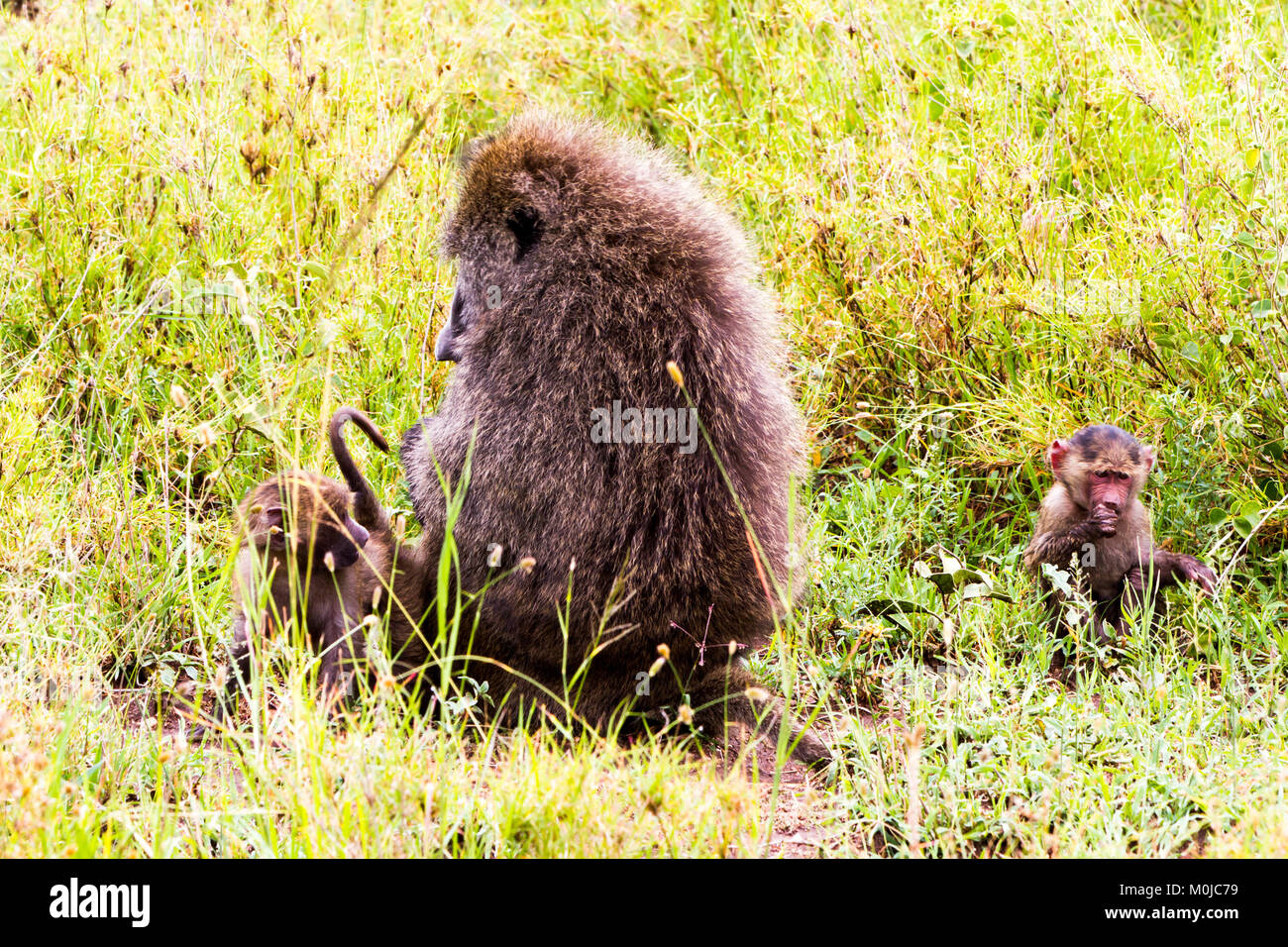 Vervet monkey (Chlorocebus pygerythrus), small, black faced monkey with ...