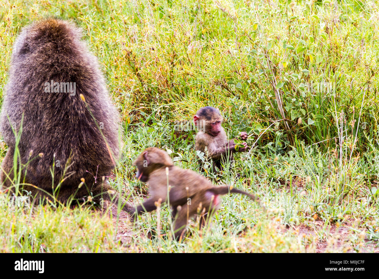 Vervet monkey (Chlorocebus pygerythrus), small, black faced monkey with ...