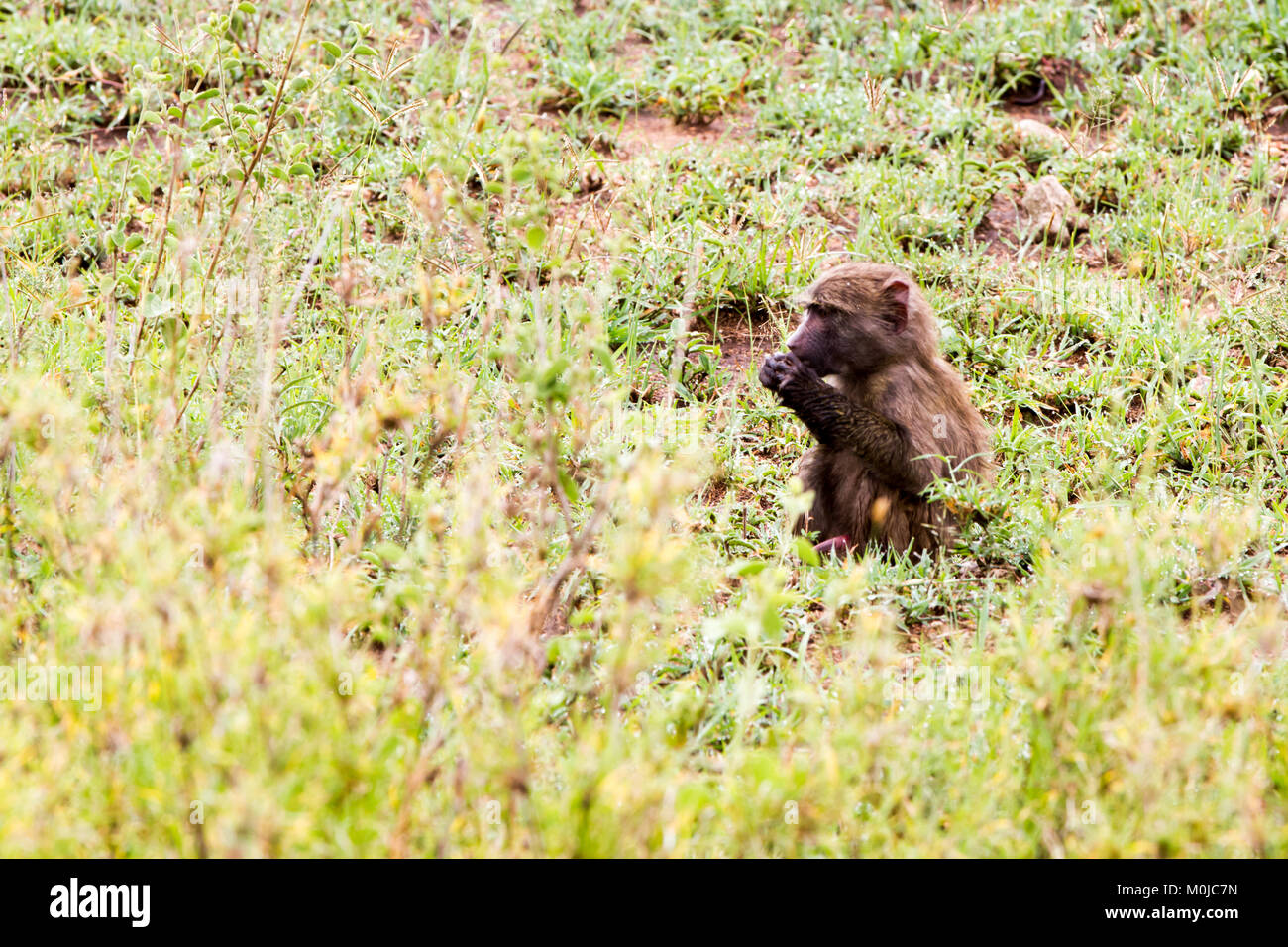 Vervet monkey (Chlorocebus pygerythrus), small, black faced monkey with ...