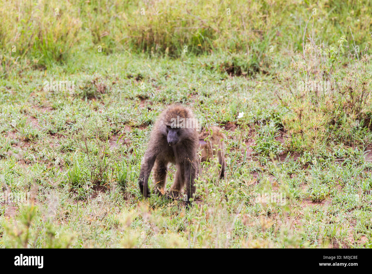 Vervet monkey (Chlorocebus pygerythrus), small, black faced monkey with ...