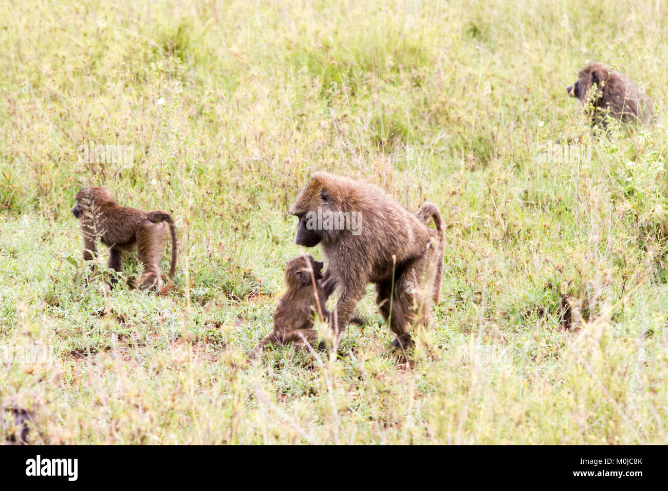 Vervet monkey (Chlorocebus pygerythrus), small, black faced monkey with ...