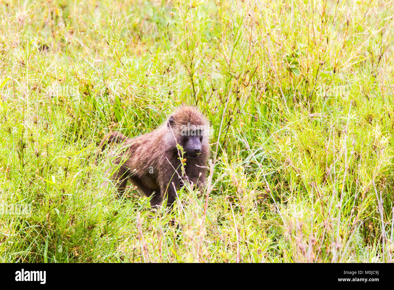 Vervet monkey (Chlorocebus pygerythrus), small, black faced monkey with ...