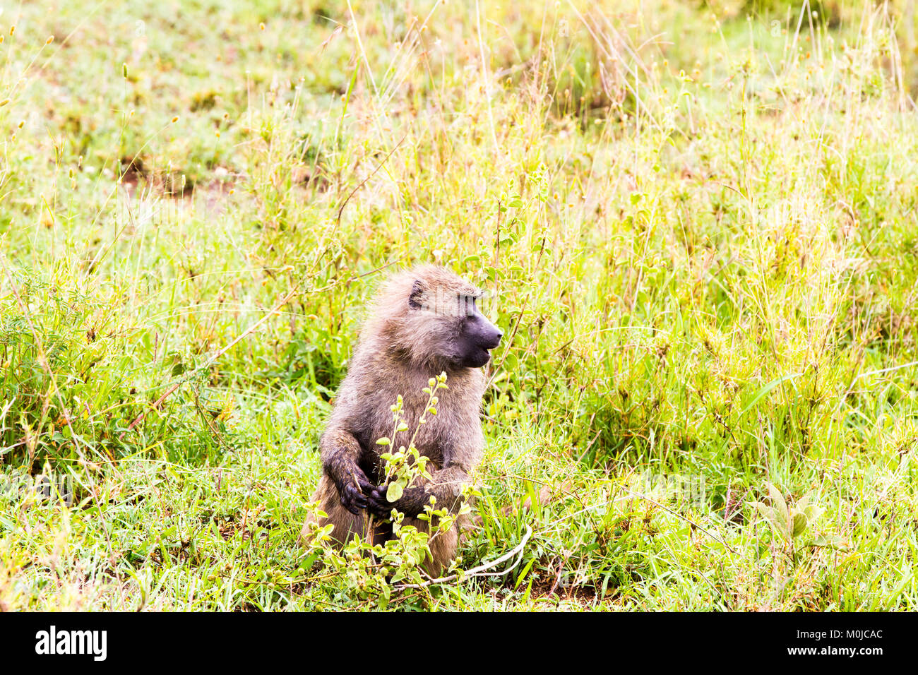 Vervet monkey (Chlorocebus pygerythrus), small, black faced monkey with ...
