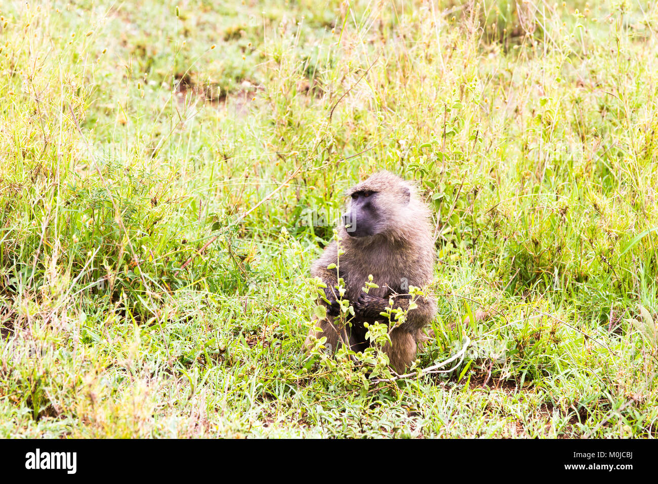 Vervet monkey (Chlorocebus pygerythrus), small, black faced monkey with ...