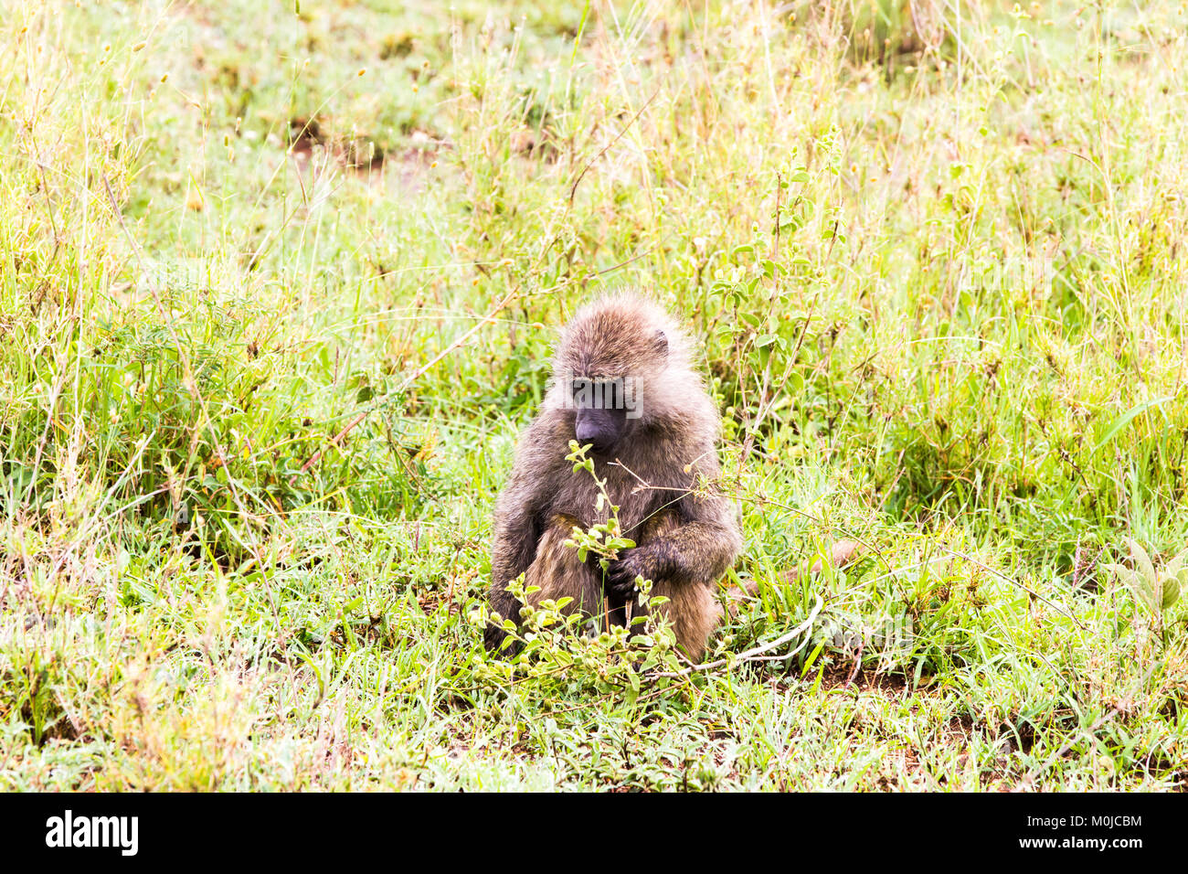 Vervet monkey (Chlorocebus pygerythrus), small, black faced monkey with ...