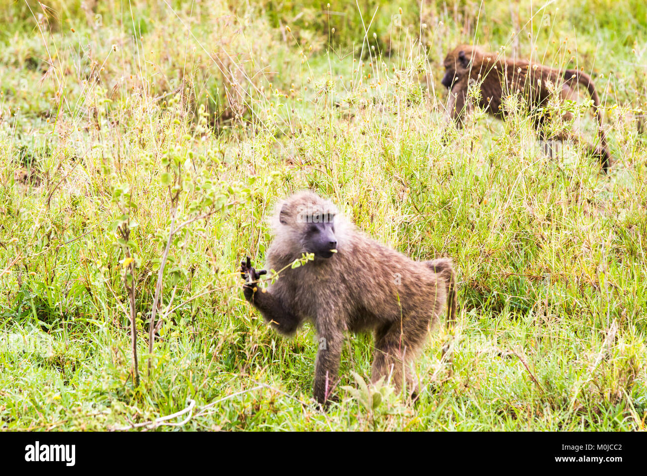 Vervet monkey (Chlorocebus pygerythrus), small, black faced monkey with ...