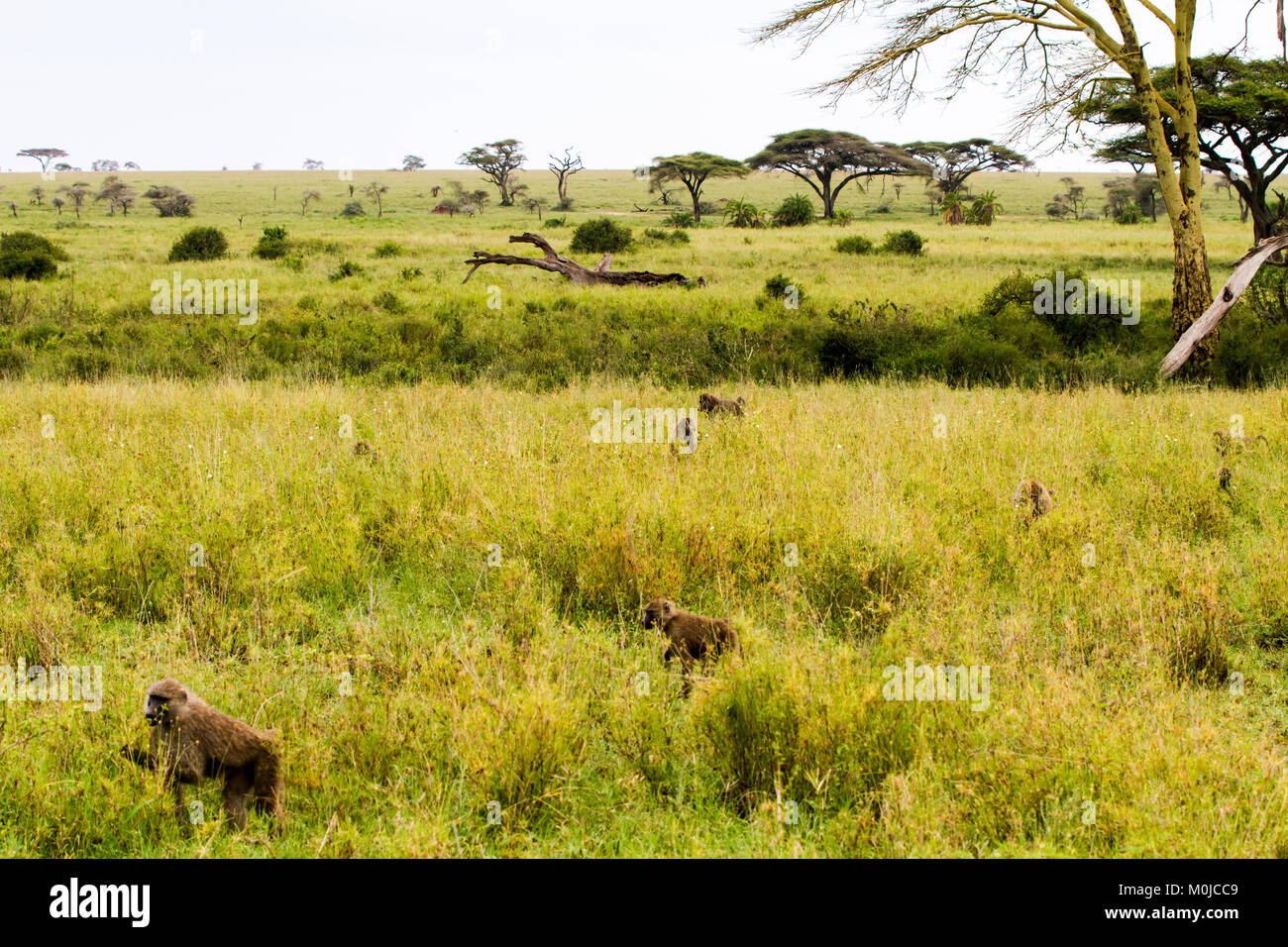 Vervet monkey (Chlorocebus pygerythrus), small, black faced monkey with ...