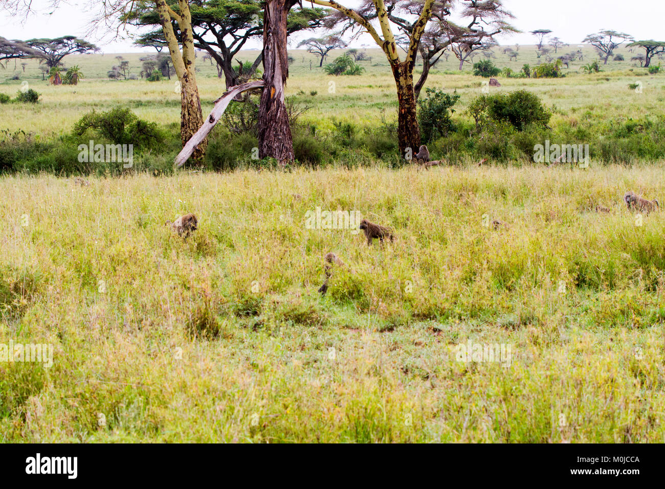 Vervet monkey (Chlorocebus pygerythrus), small, black faced monkey with ...