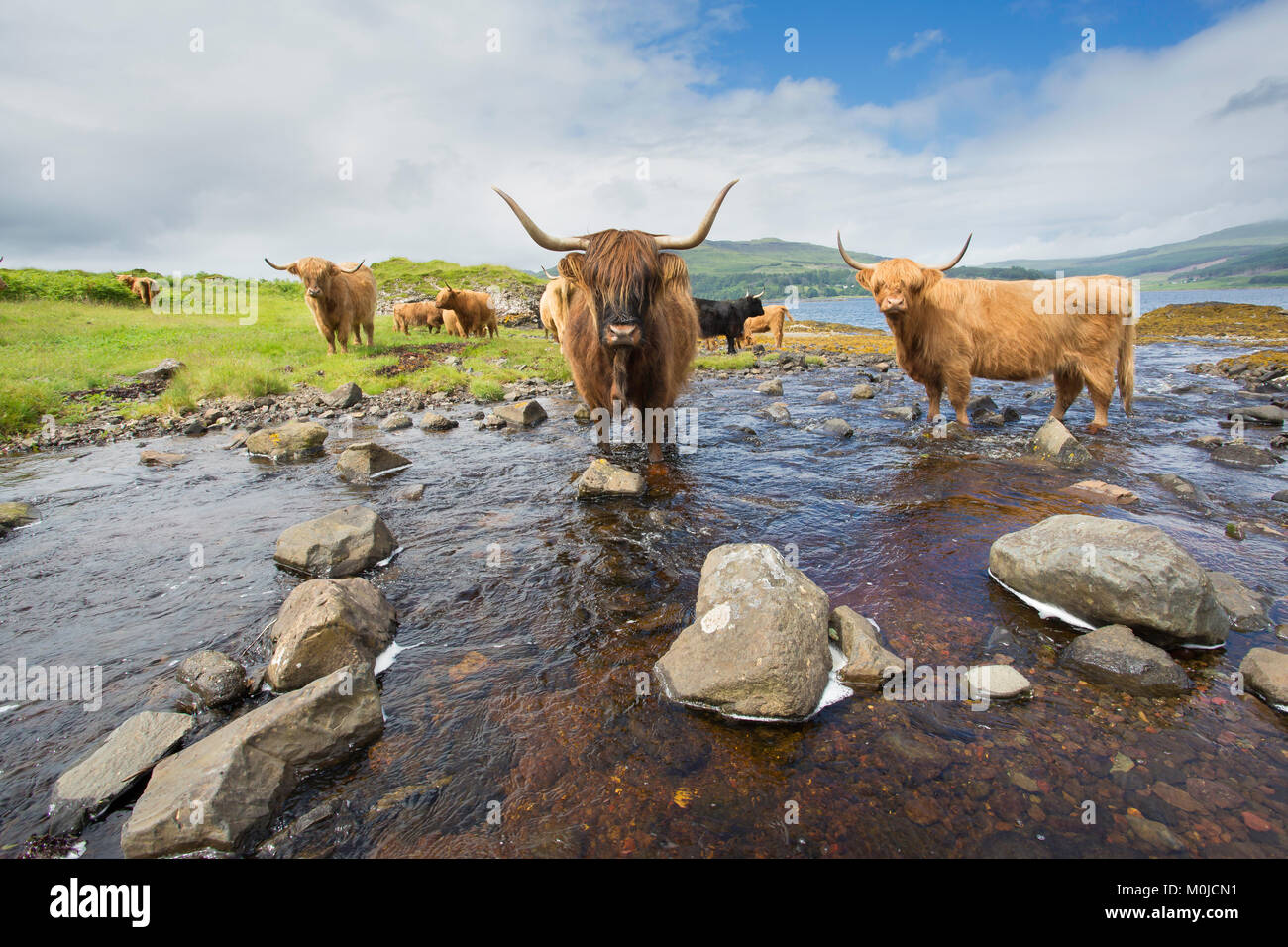 Highland cattle in river Stock Photo - Alamy