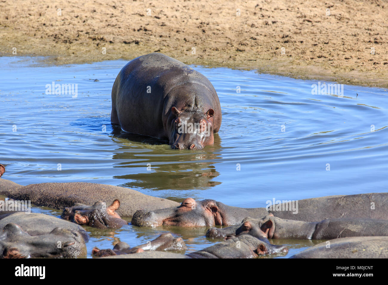 The common hippopotamus, or hippo, is a large, mostly herbivorous ...