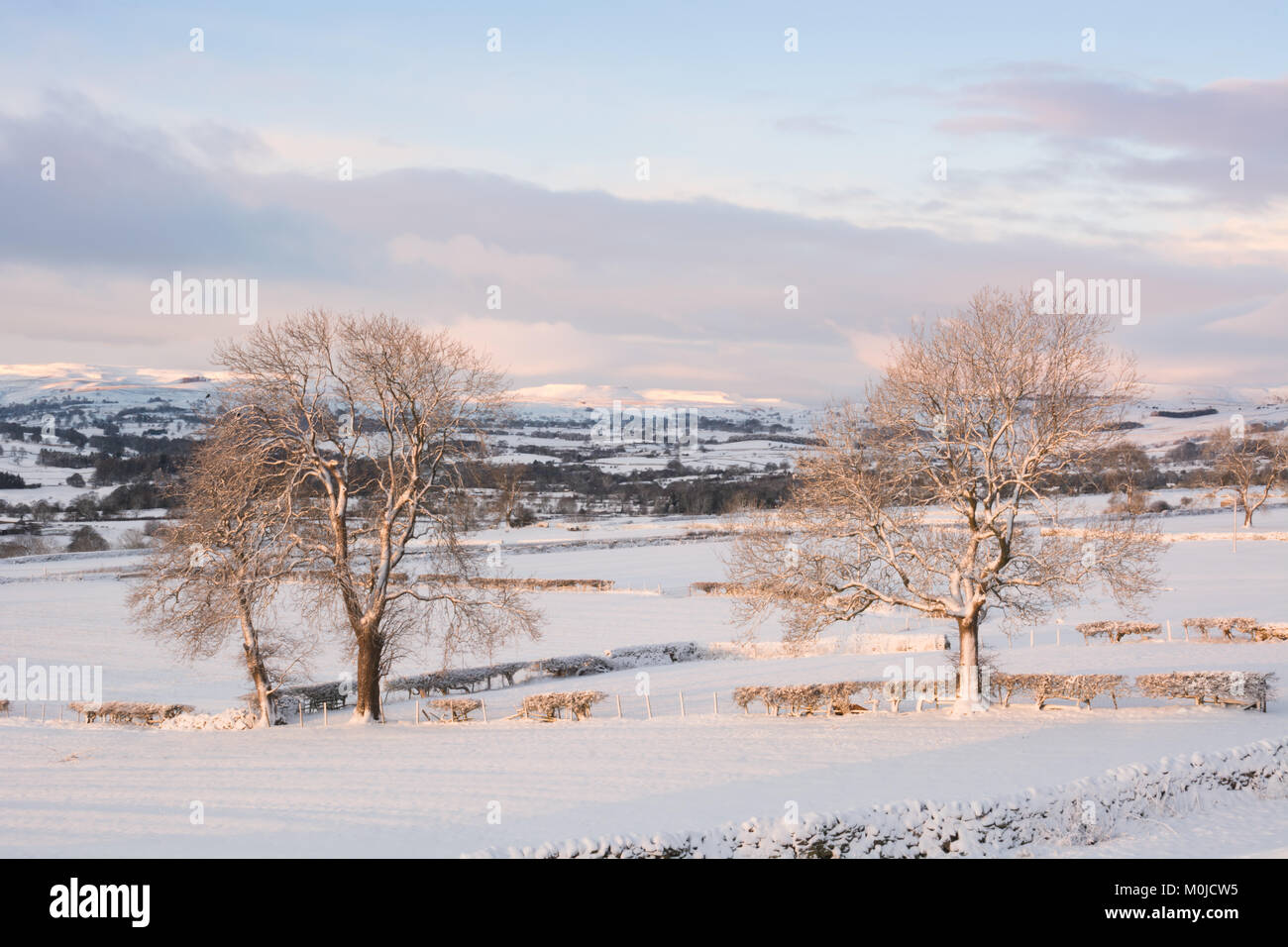 A pair of Ash trees in winter snow Stock Photo - Alamy