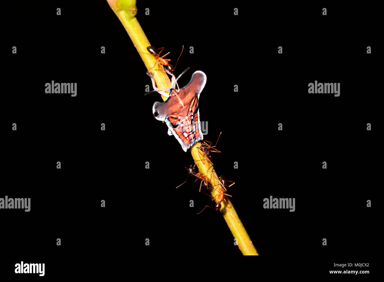 Borneo shield bug hi-res stock photography and images - Alamy