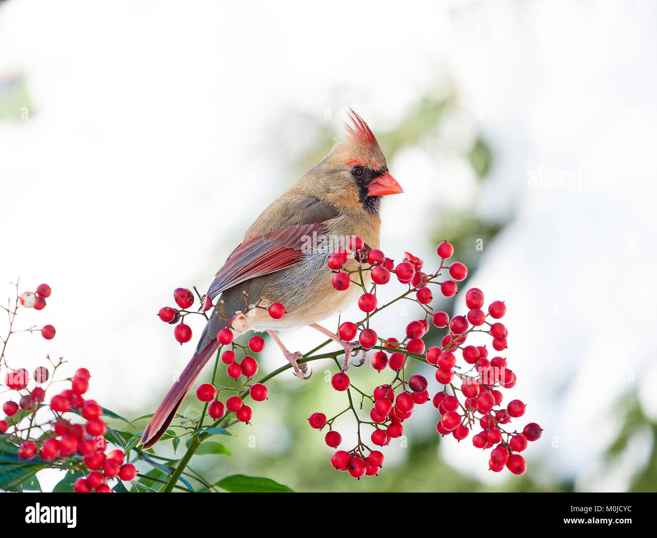 Kentucky state bird hi-res stock photography and images - Alamy