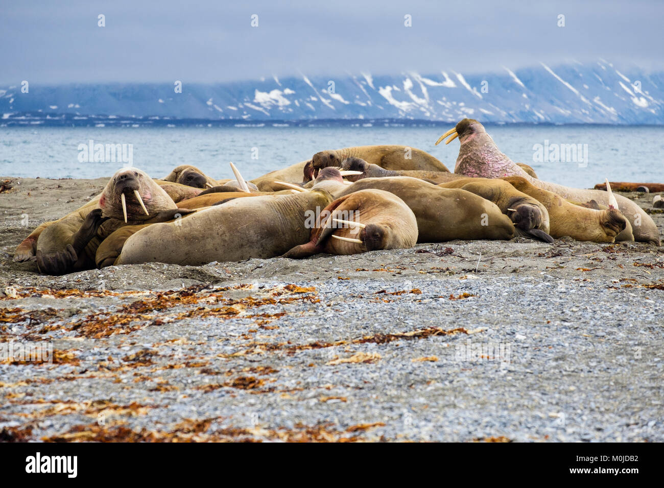 Walrus Stock Photos & Walrus Stock Images - Alamy