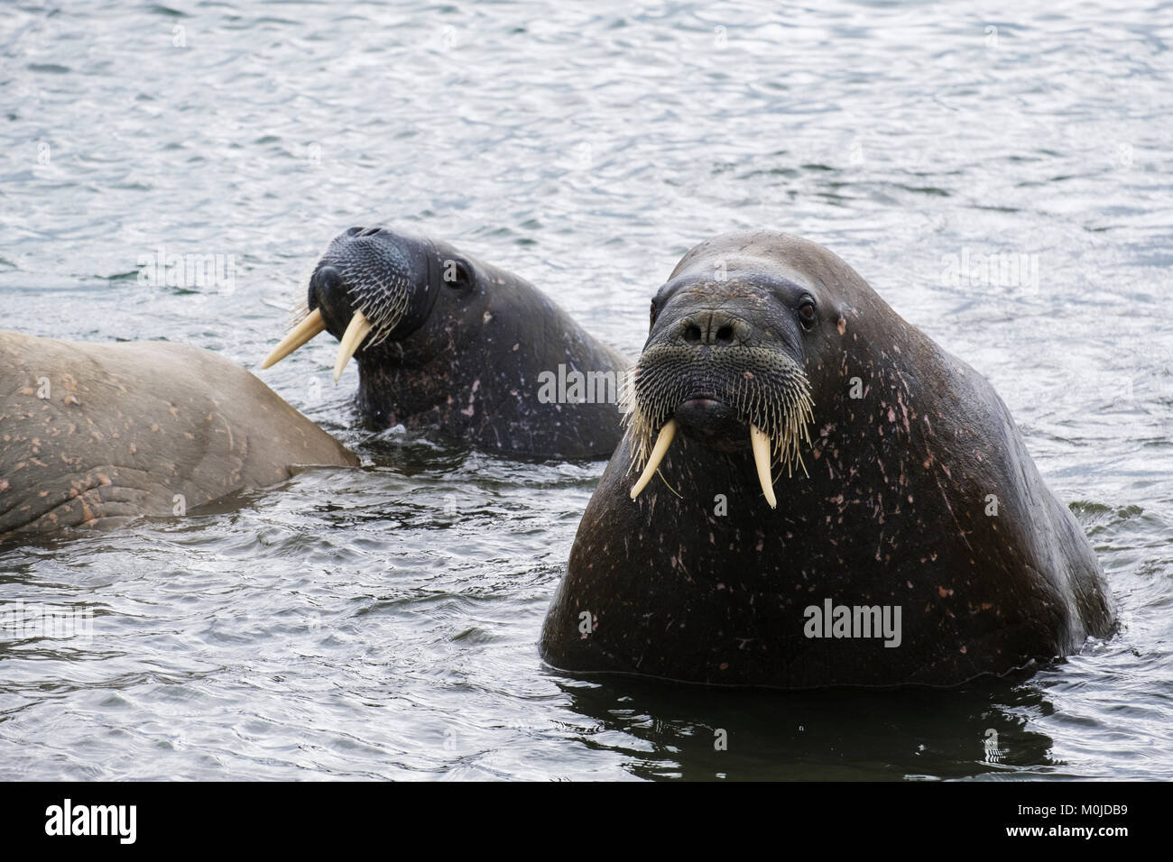 Walrus Stock Photos & Walrus Stock Images - Alamy