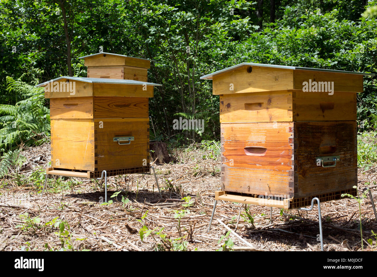 Beekeeping: three beehives in the countryside Stock Photo - Alamy