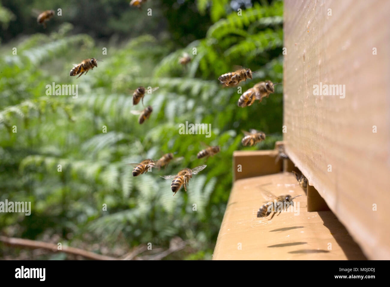 Beekeeping: bees at the entrance to a hive. Foraging bees coming back ...