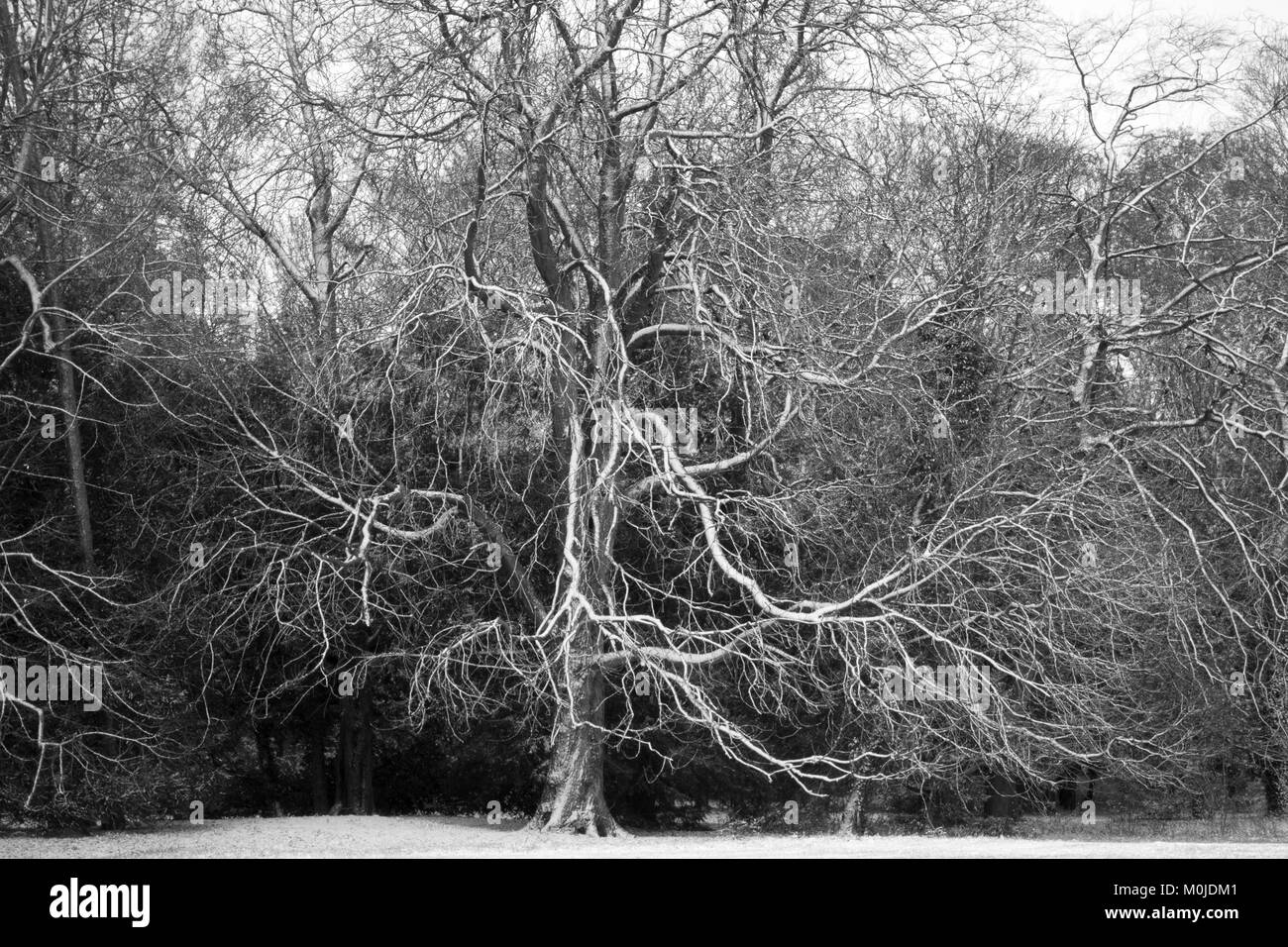 Tree skeleton hi-res stock photography and images - Alamy