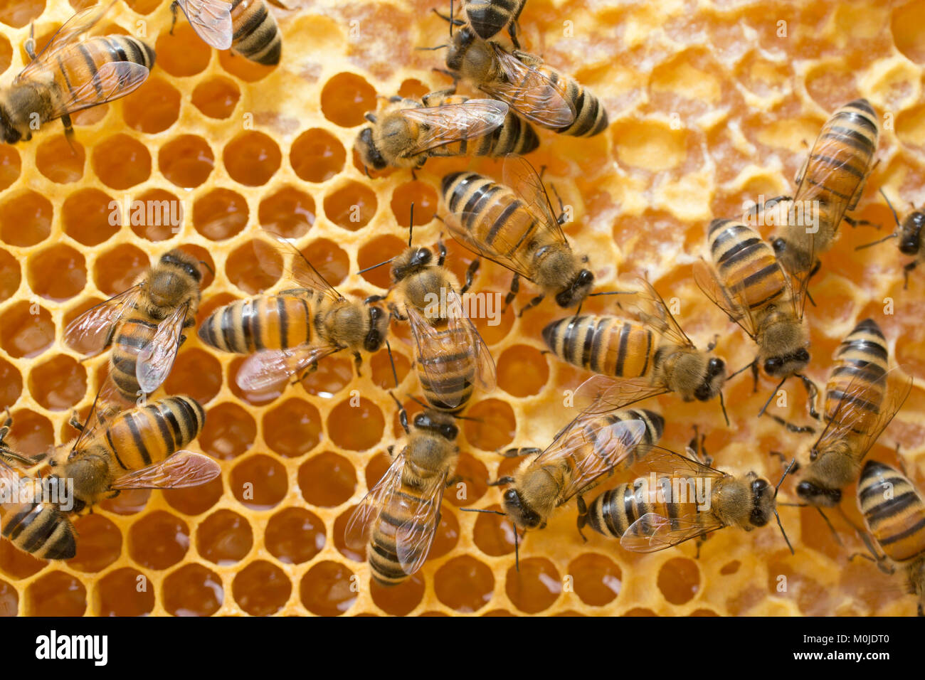 Alveolus Stock Photos & Alveolus Stock Images - Alamy