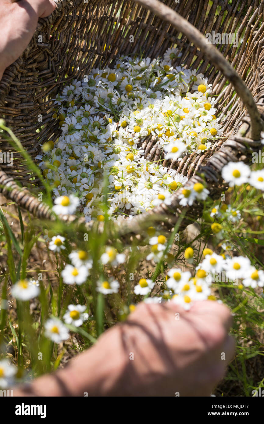Kamille-Ernte, Kamillen-Ernte, Kamillenernte, Kräuterernte, Kamille ...
