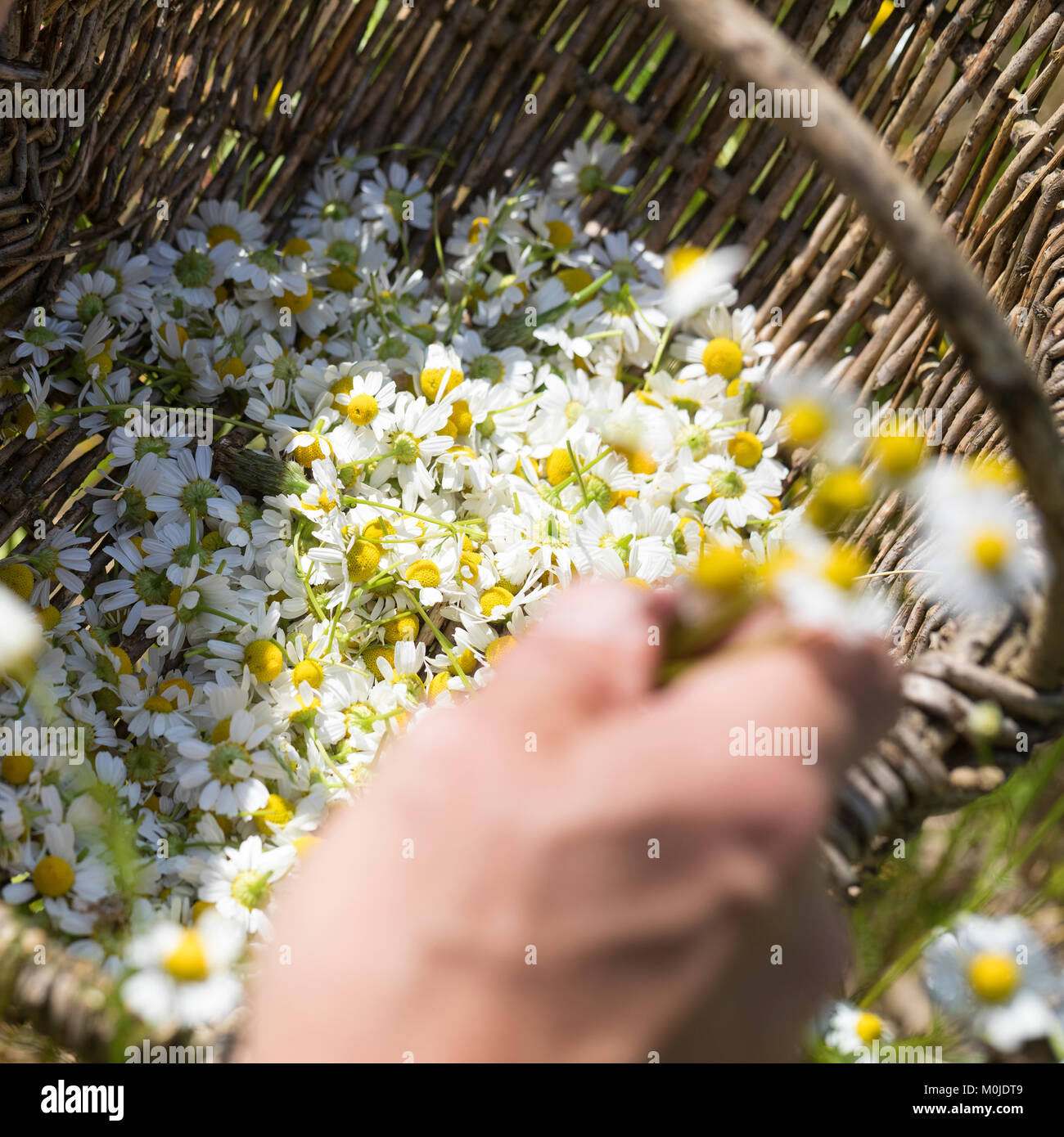 Kamille-Ernte, Kamillen-Ernte, Kamillenernte, Kräuterernte, Kamille ...