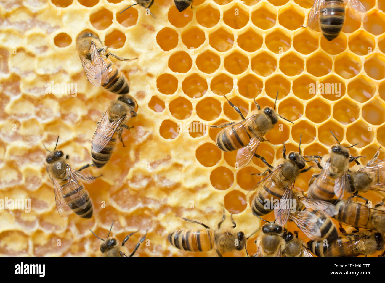 Beekeeping: bees on a hive frame. Alveolus full of honey, capping of ...