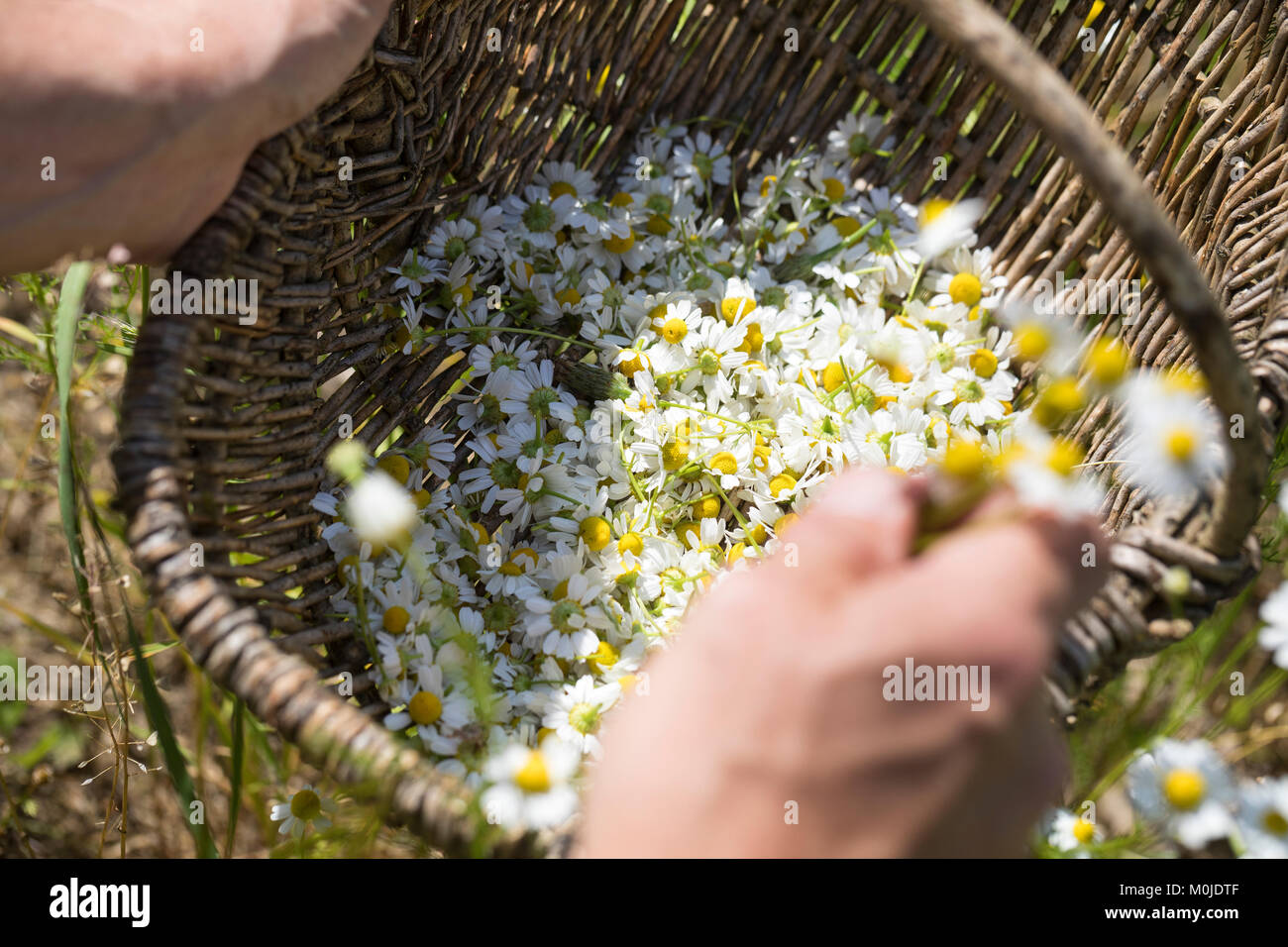 Kamille-Ernte, Kamillen-Ernte, Kamillenernte, Kräuterernte, Kamille ...