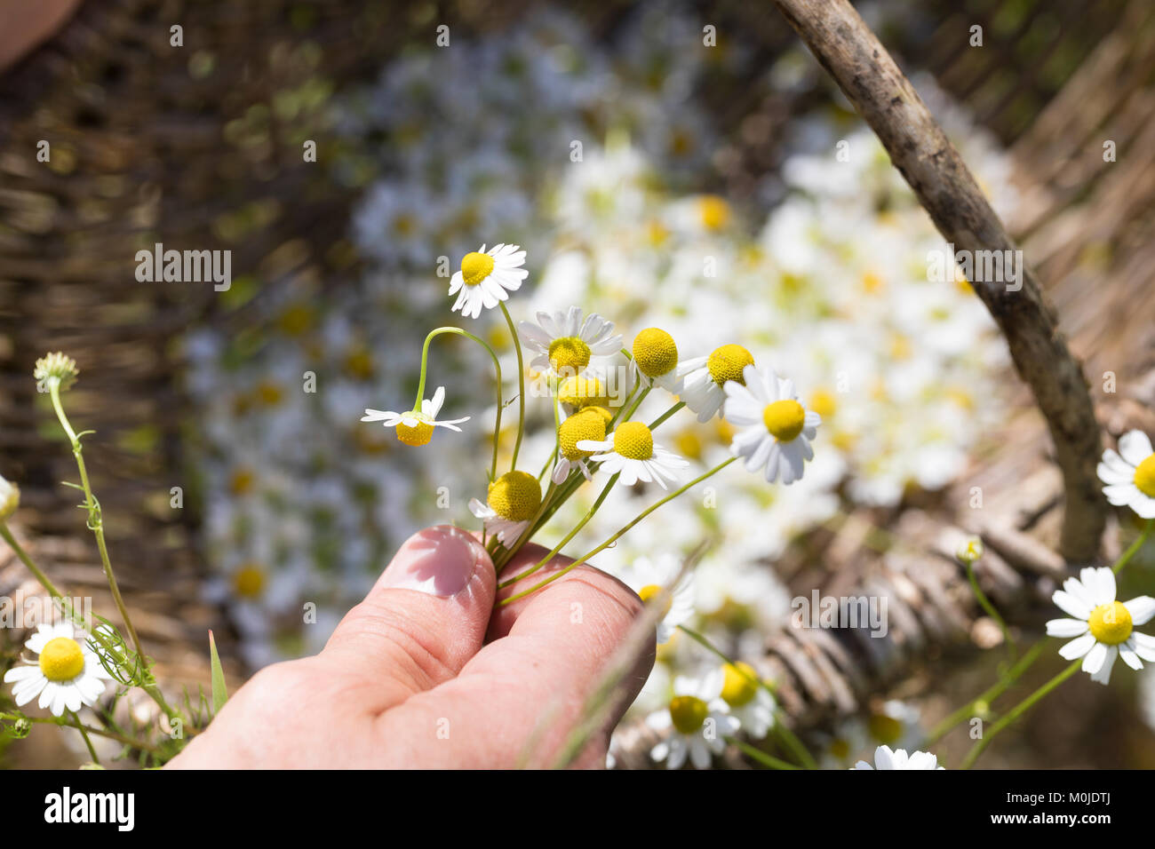 Kamille-Ernte, Kamillen-Ernte, Kamillenernte, Kräuterernte, Kamille ...