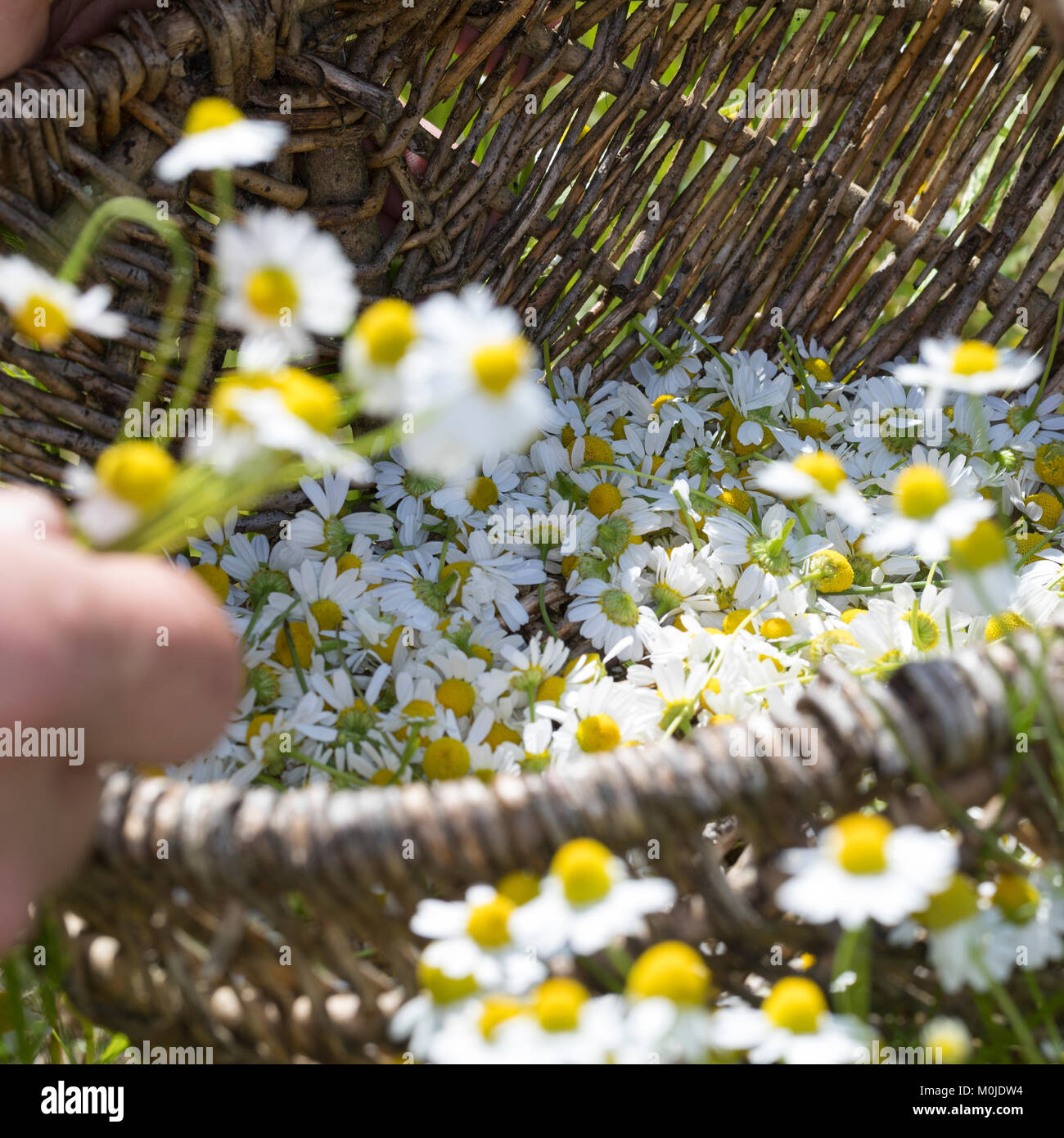 Kamille-Ernte, Kamillen-Ernte, Kamillenernte, Kräuterernte, Kamille ...